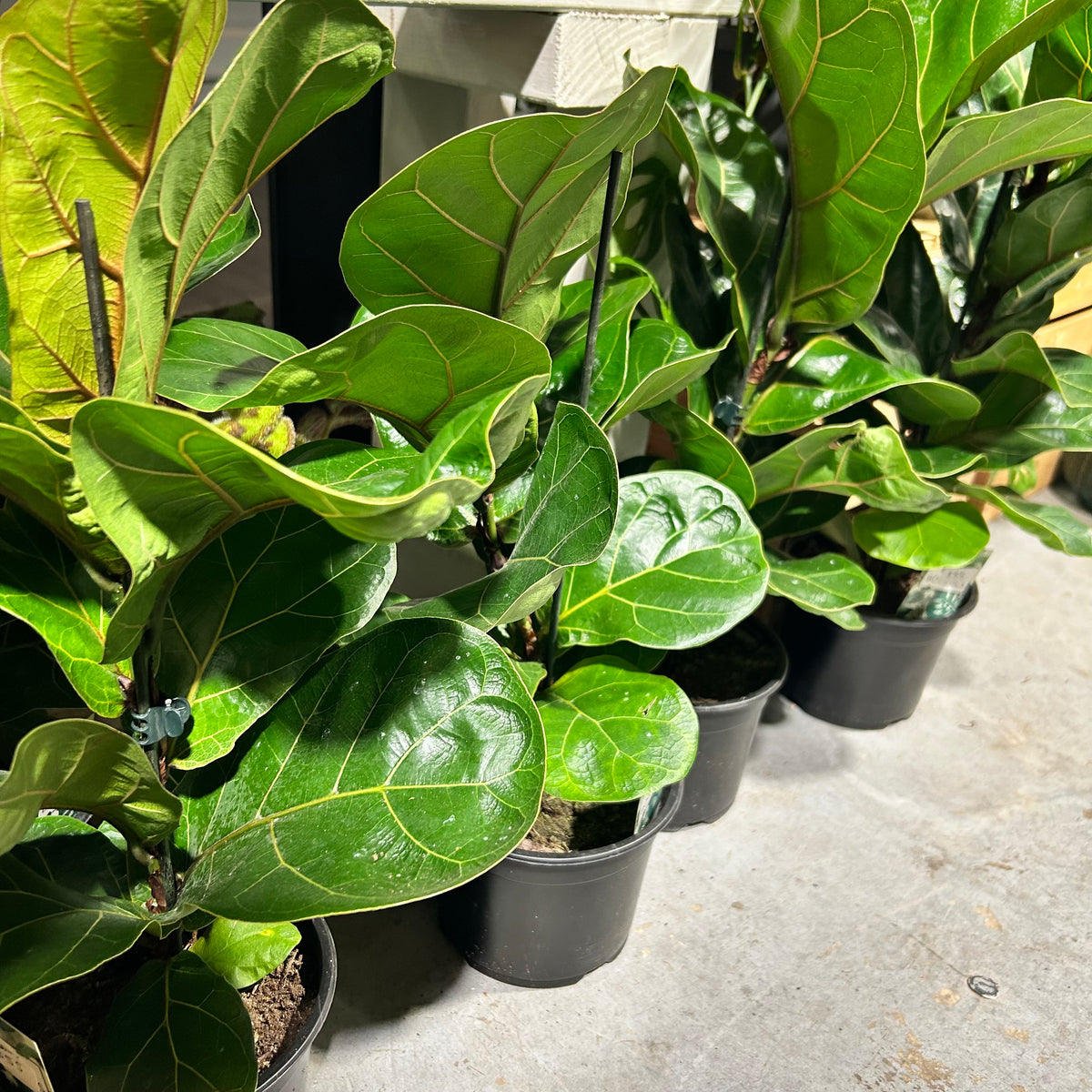 Bambino Lyrata Ficus – Victoria Park Flowers